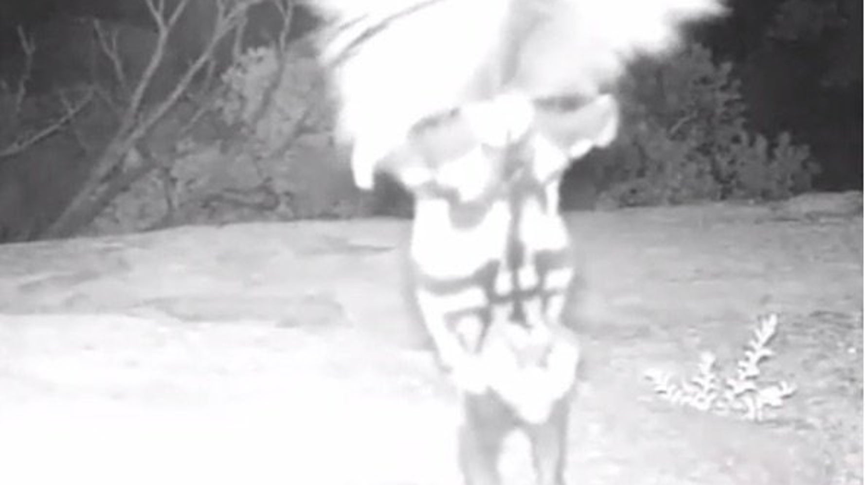 Spotted Skunk Does A Handstand And Dances In Front Of Wildlife Camera ...