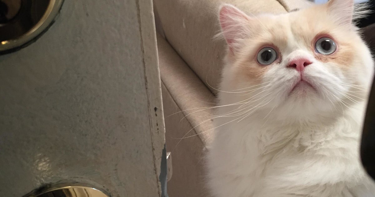 This Cat's Face When His Human Goes To Work Has Us Feline Very Sad ...