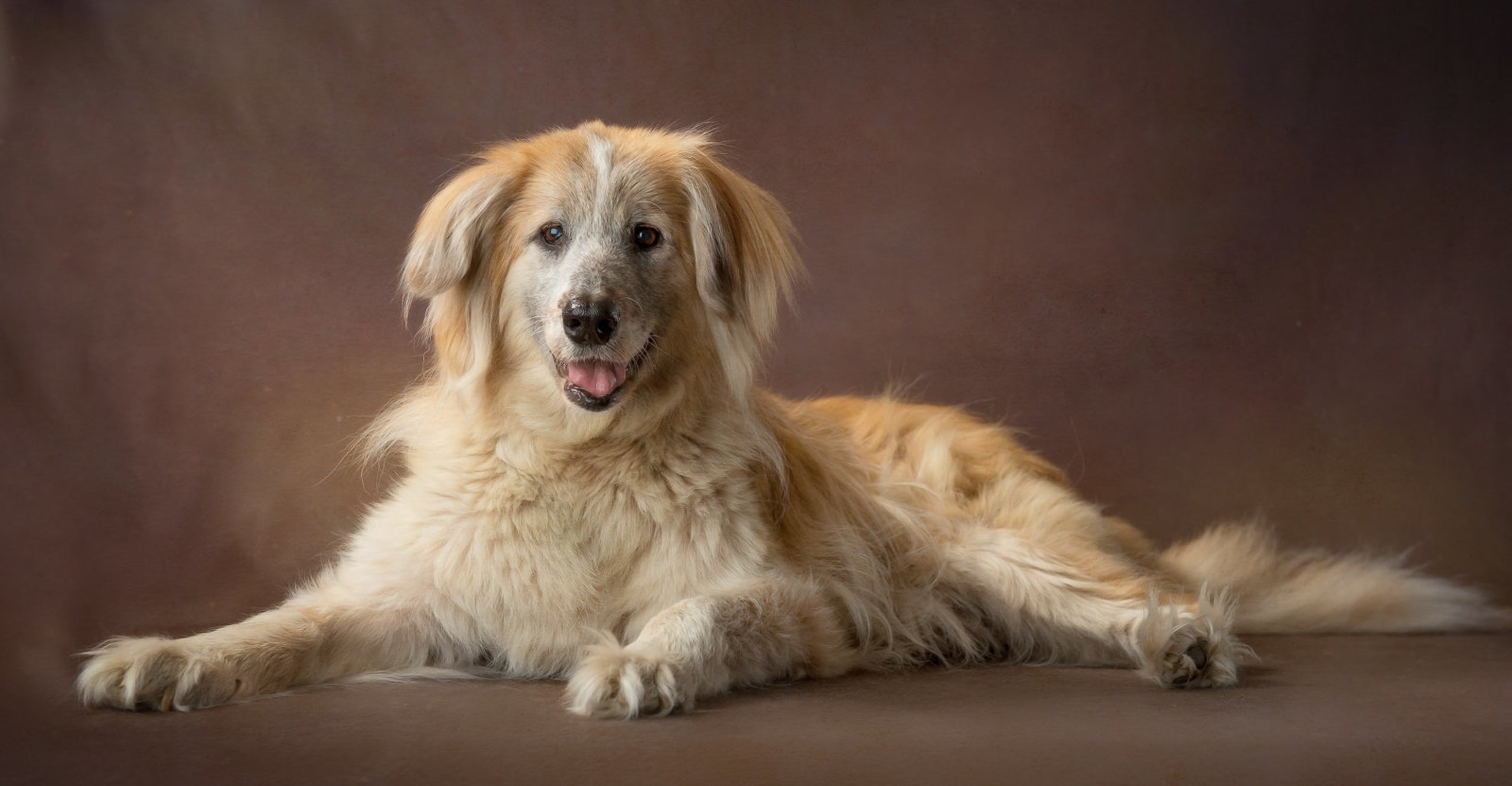 Old Shelter Dogs Celebrate The 'Gift Of Golden Years' In Stunning Photo ...