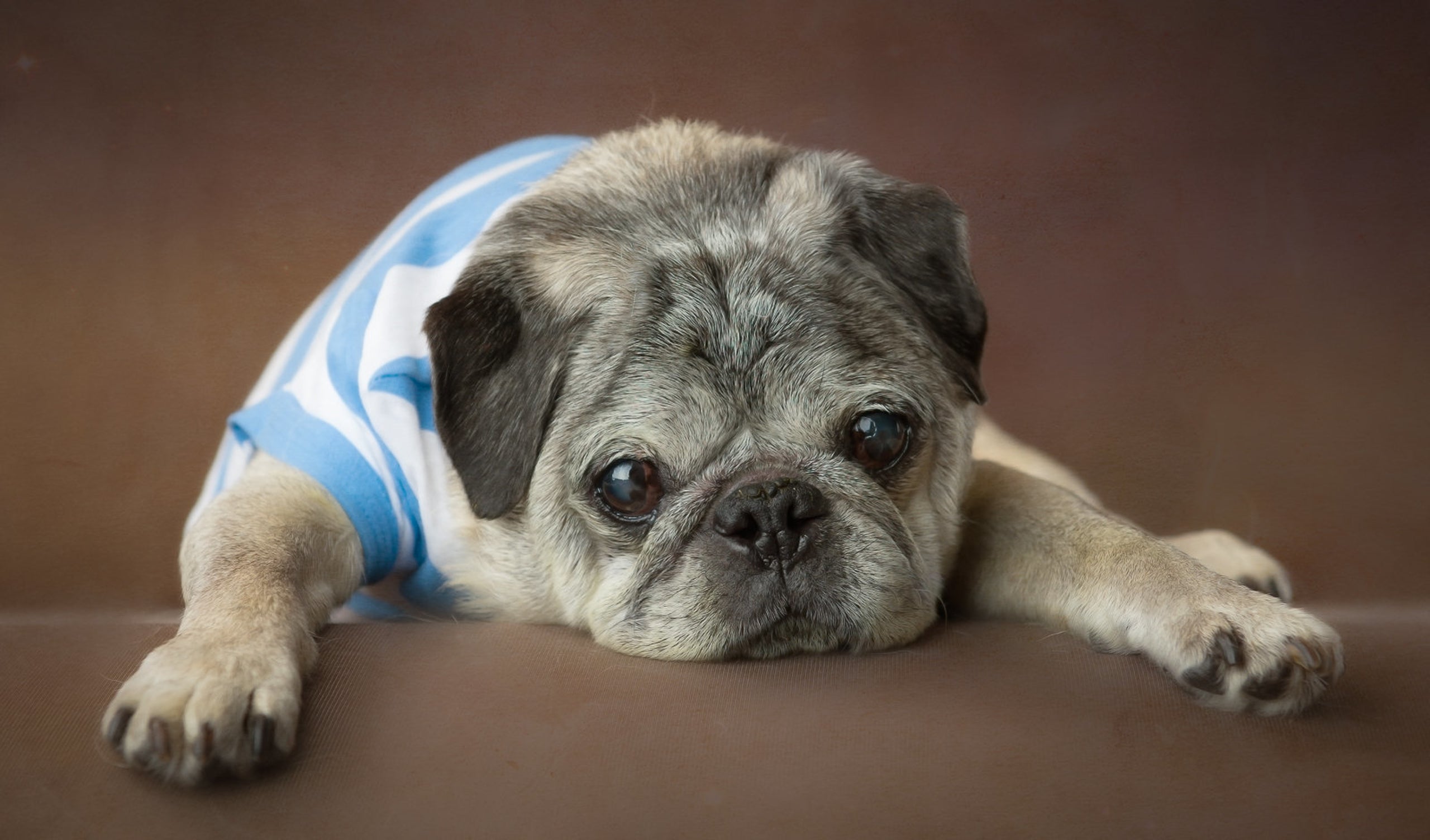 Old Shelter Dogs Celebrate The 'Gift Of Golden Years' In Stunning Photo ...
