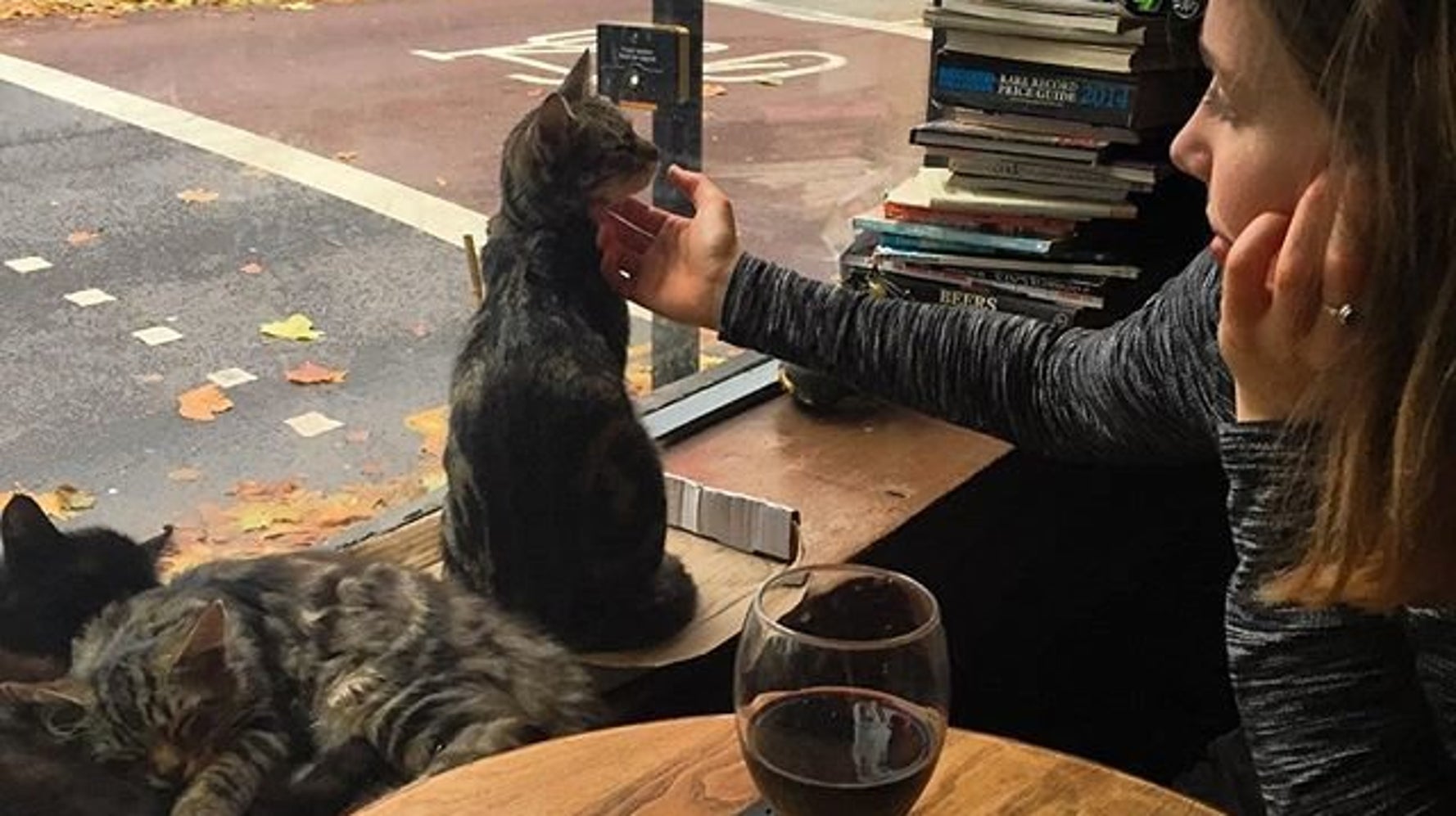 Move Over Cat Cafes, This Cat Pub Is Taking Over | HuffPost Weird News