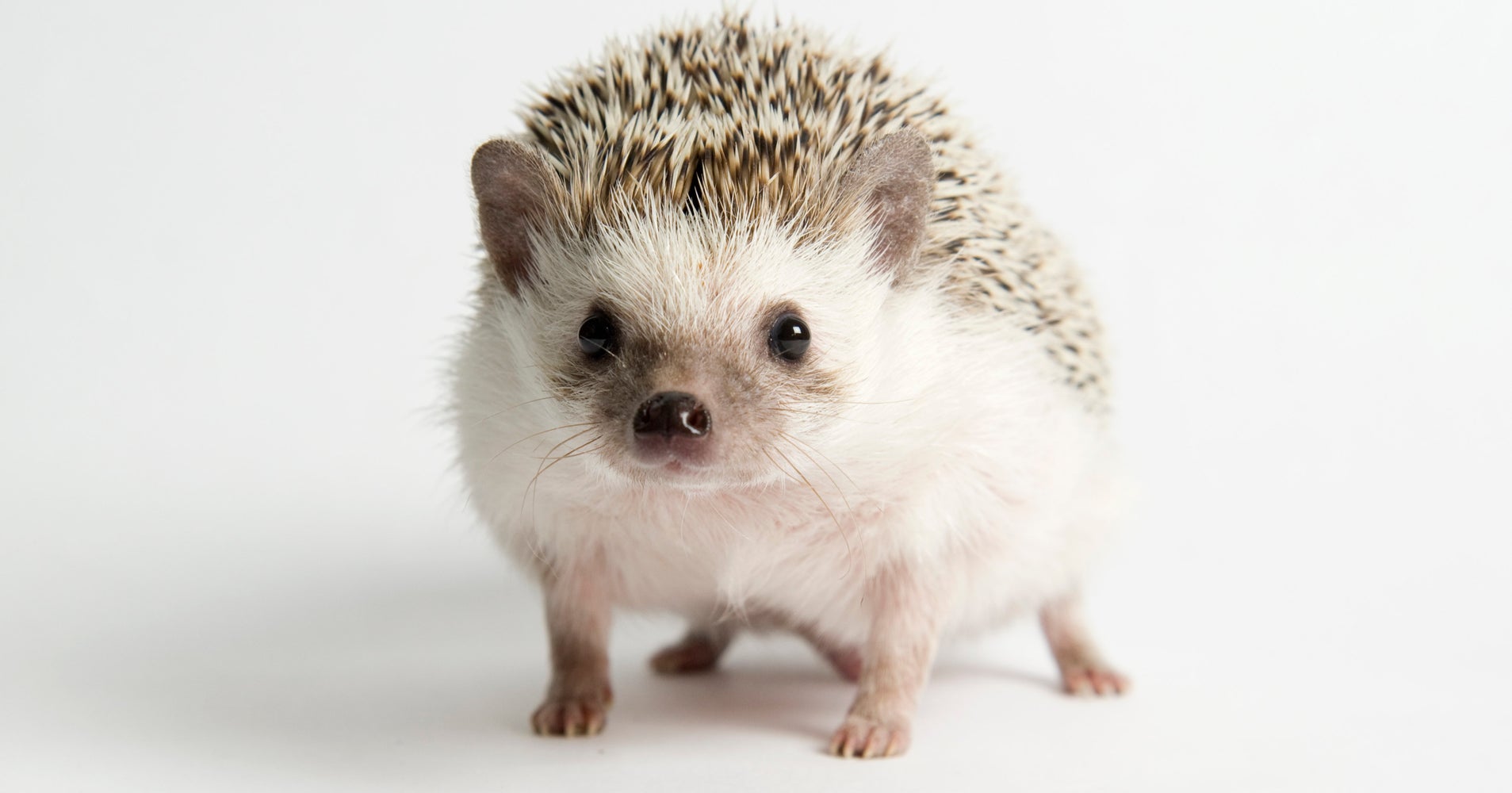 Here's Why Hedgehogs Are The Greatest Creatures On Earth | HuffPost