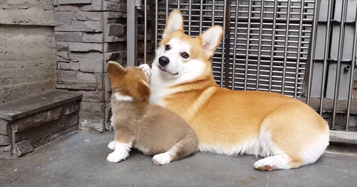 Watch A Corgi School His Small Pal On True Obedience | HuffPost Good News