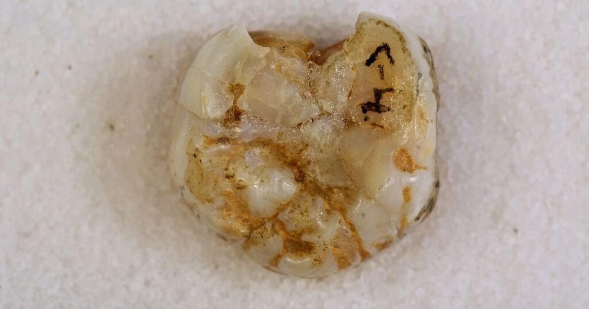 This Tooth Holds New Clues About Our Prehistoric Relatives | HuffPost ...