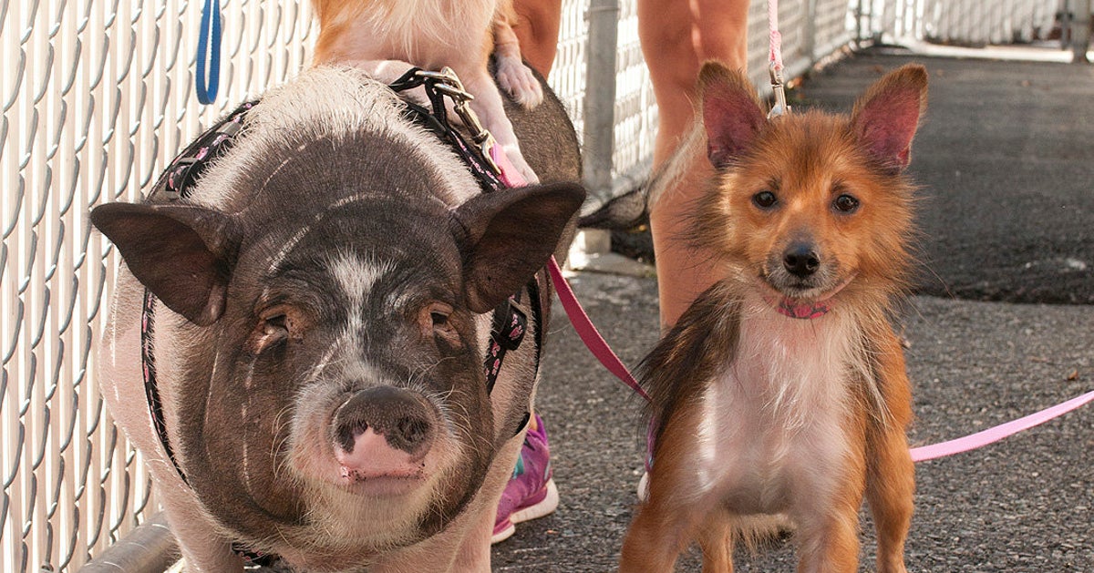 Shelter Pig And Her Dog BFFs Are Inseparable, And Need A Home Together ...