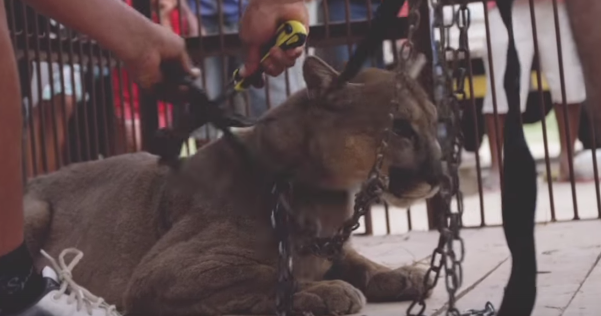 Mountain Lion Freed From Illegal Circus After 20 Years In Chains ...