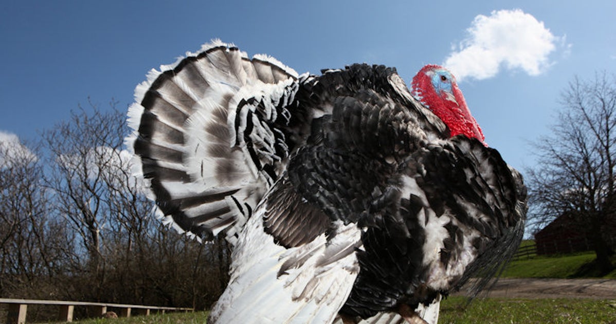 Adopt A Sanctuary Turkey This Thanksgiving, Instead Of Eating One ...