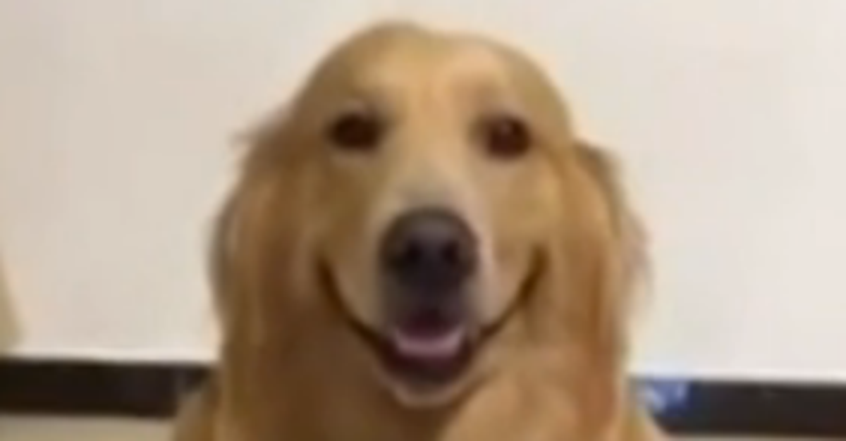 Watch Dog Smile On Command, Just Like A Human | HuffPost Weird News