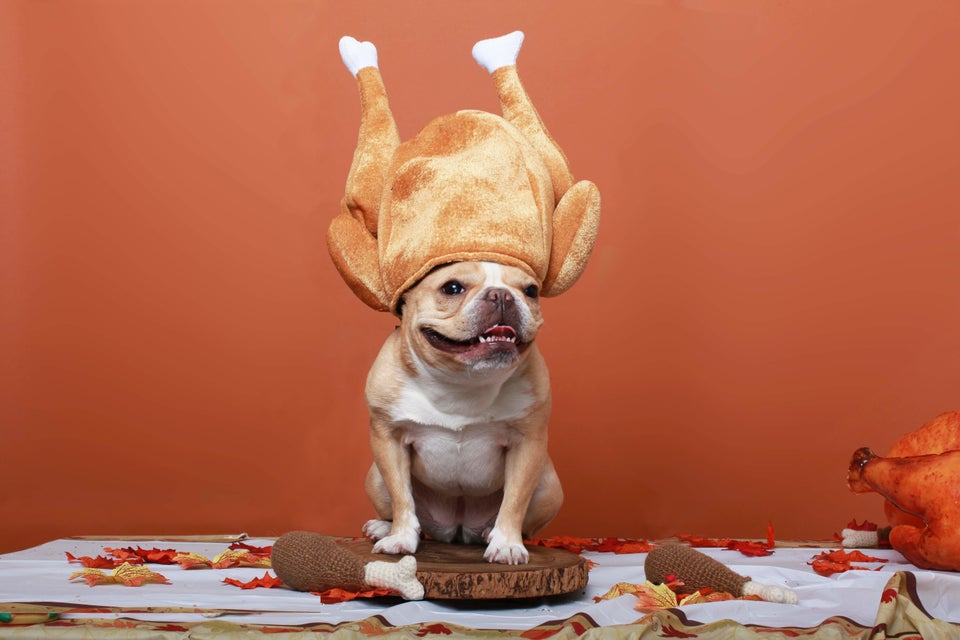 These Dogs Are The Most Fur-bulous Guests At Thanksgiving Dinner ...