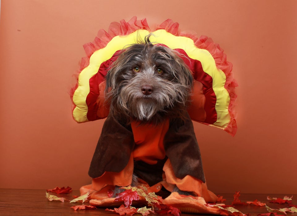 These Dogs Are The Most Fur-bulous Guests At Thanksgiving Dinner ...