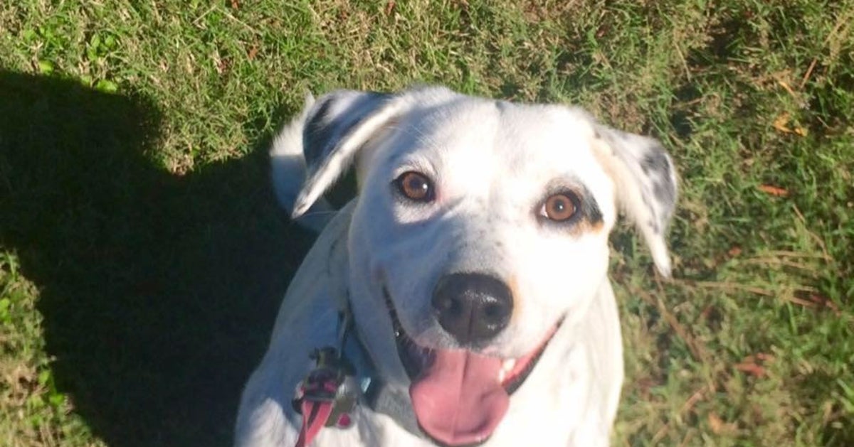 Dog Given Up For Being Too Clingy Finds New Family To Return The Love ...