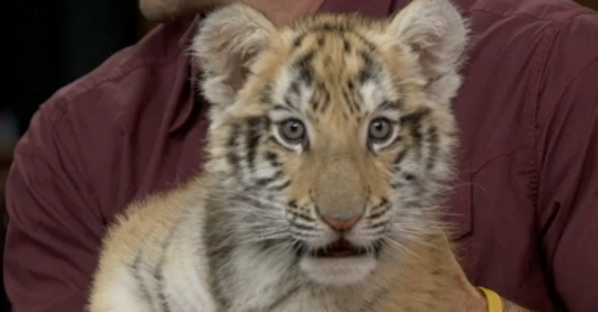 These Adorable Cubs From NatGeo's Big Cat Week Will Leave You Smiling ...