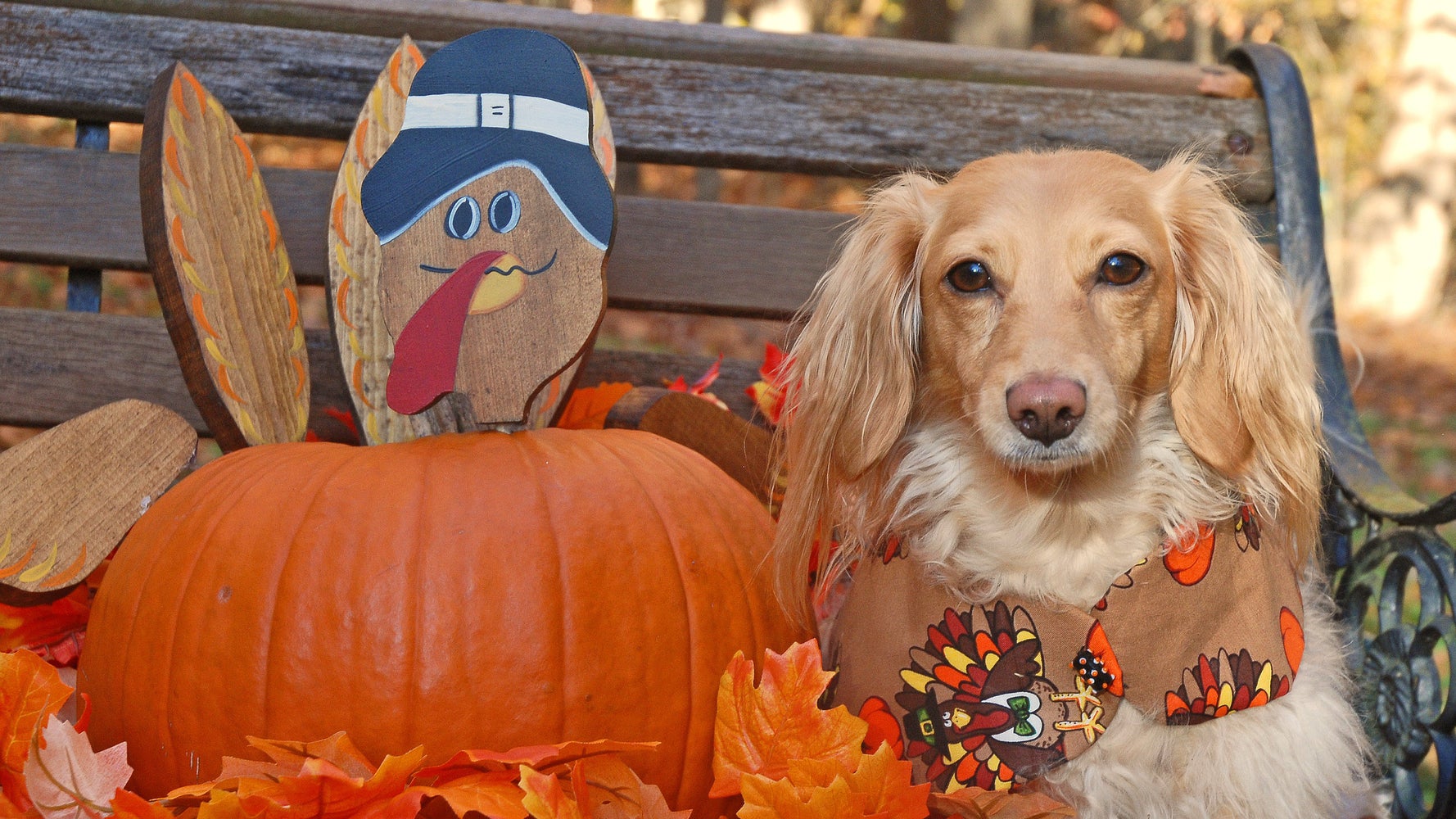 The Best Ways To Keep Your Pet Safe This Thanksgiving | HuffPost ...