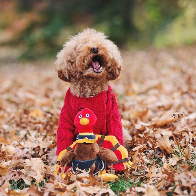 7 Dog Owners On Why They're Thankful For Their Pups All Year Long ...