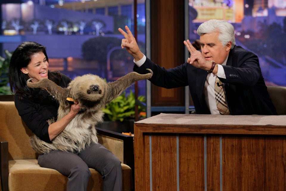 17 Sloths That Look How You Feel On Thanksgiving | HuffPost Entertainment