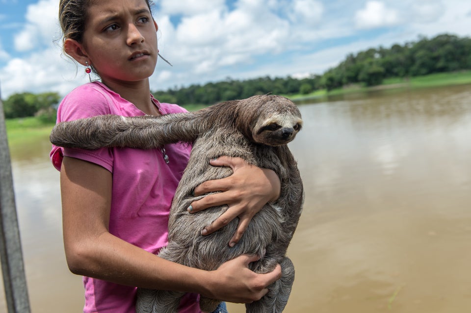 17 Sloths That Look How You Feel On Thanksgiving | HuffPost Entertainment