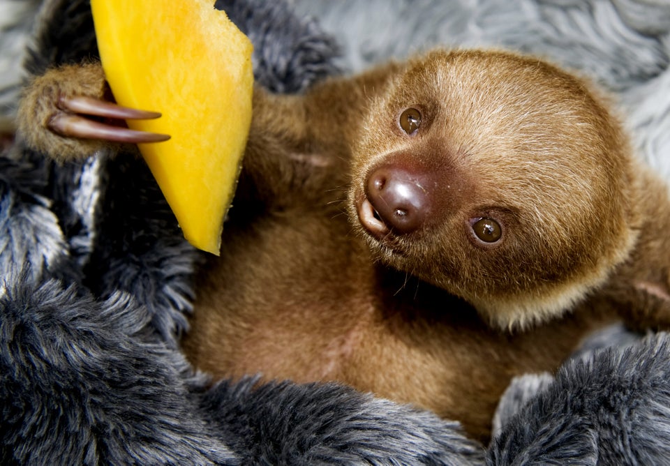 17 Sloths That Look How You Feel On Thanksgiving | HuffPost Entertainment