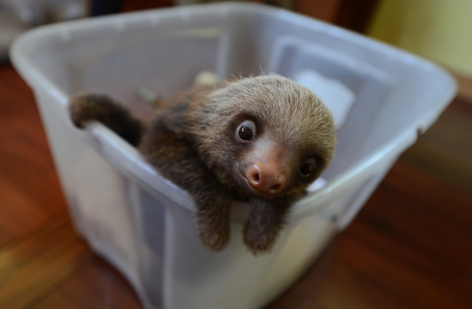 17 Sloths That Look How You Feel On Thanksgiving | HuffPost Entertainment