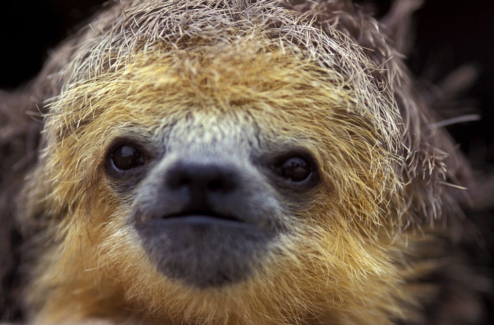 17 Sloths That Look How You Feel On Thanksgiving | HuffPost Entertainment
