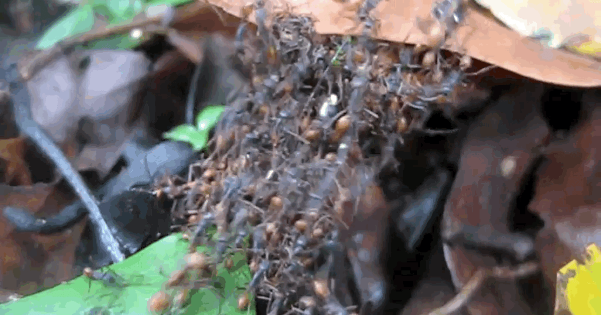 Scientists Reveal Secret Behind Army Ants' Bridge-Building Ways ...
