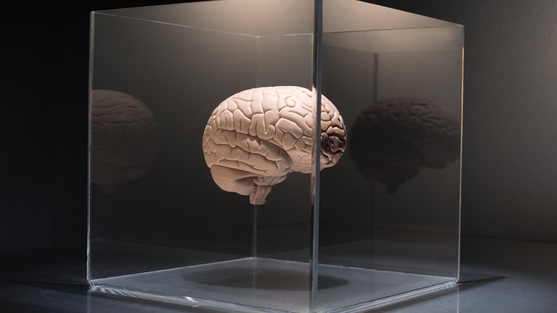 Man Stole Human Brains From Museum, Then Sold Them On eBay | HuffPost