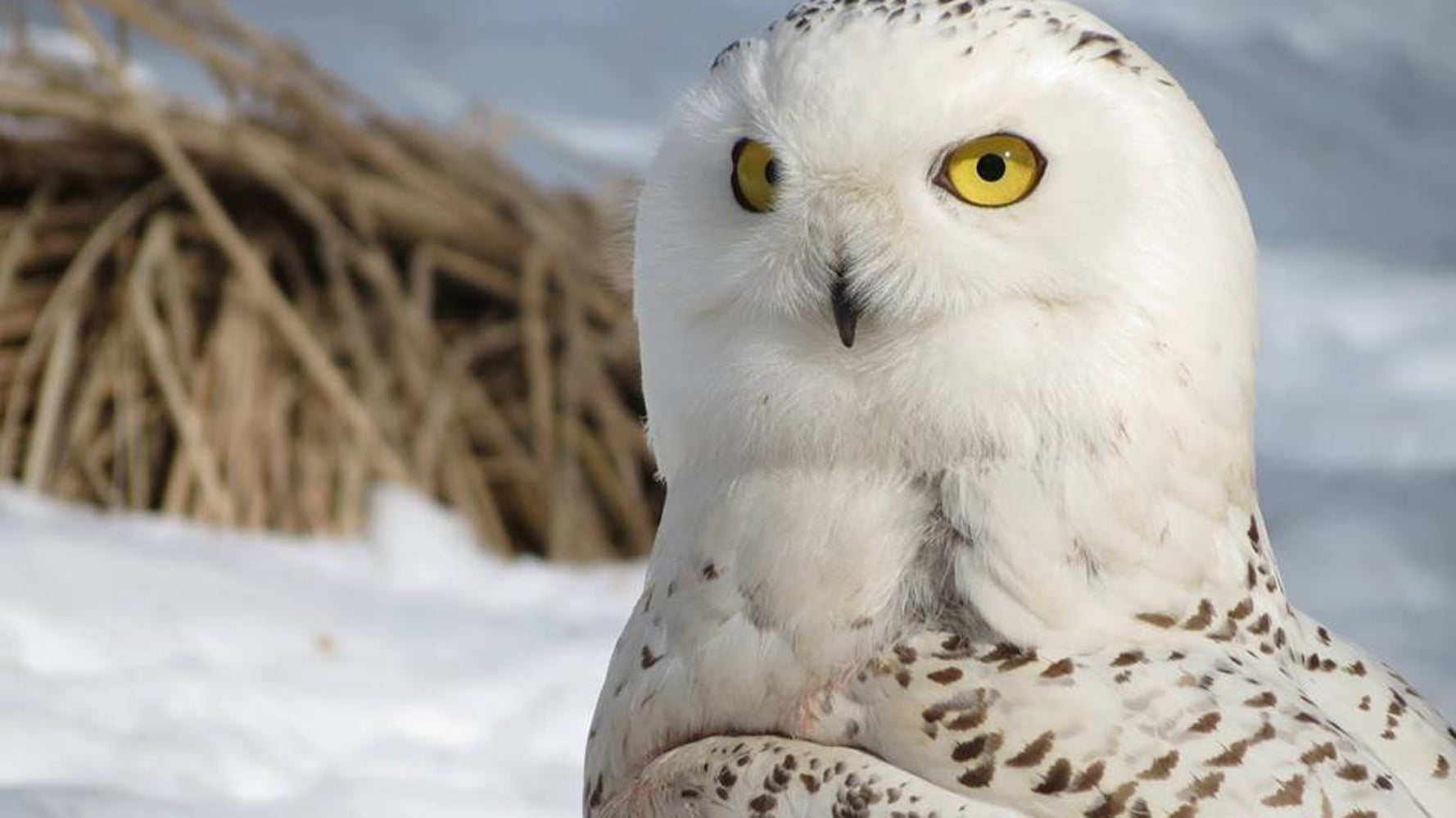 Scary Snowy Owls