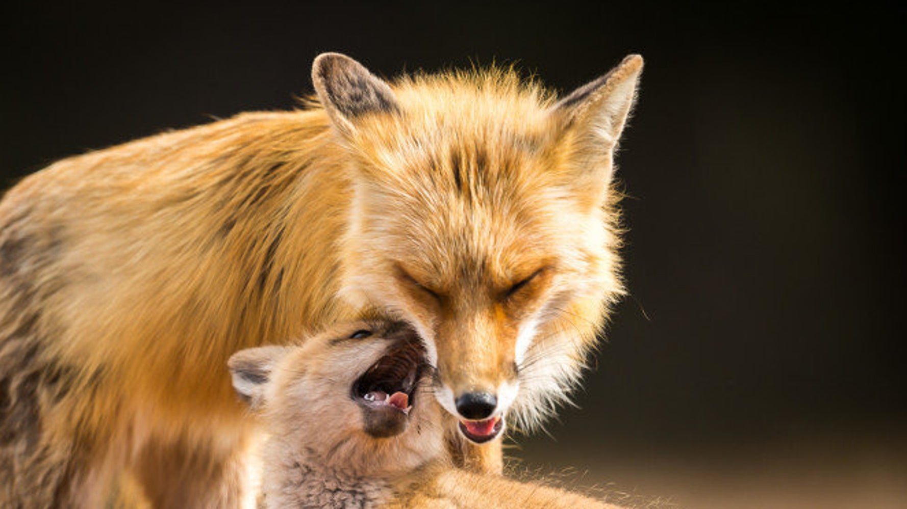This Adorable Baby Fox Photo Just Won A Major Photography Prize | HuffPost