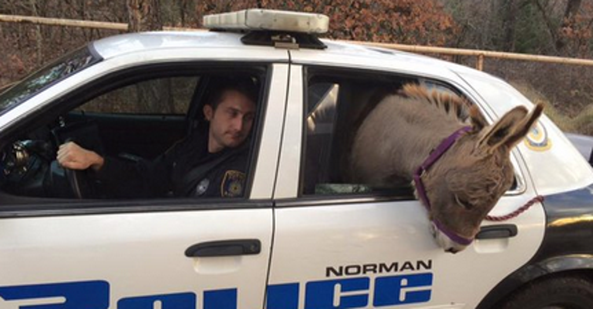 How'd This Jackass End Up In The Back Of A Cop Car? | HuffPost Weird News