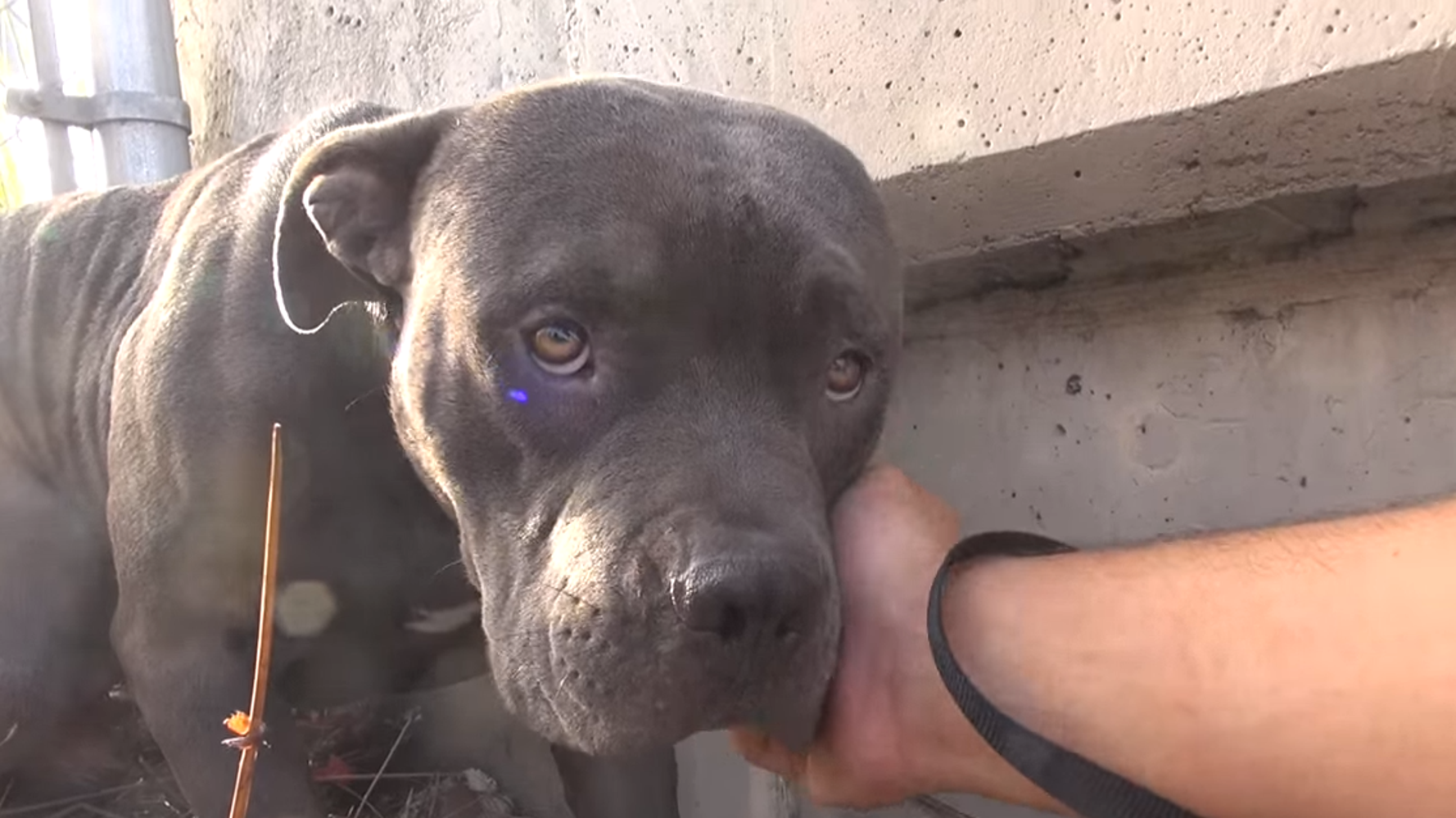 Watch A Scared, Homeless Pit Bull Receive Love For The First Time ...