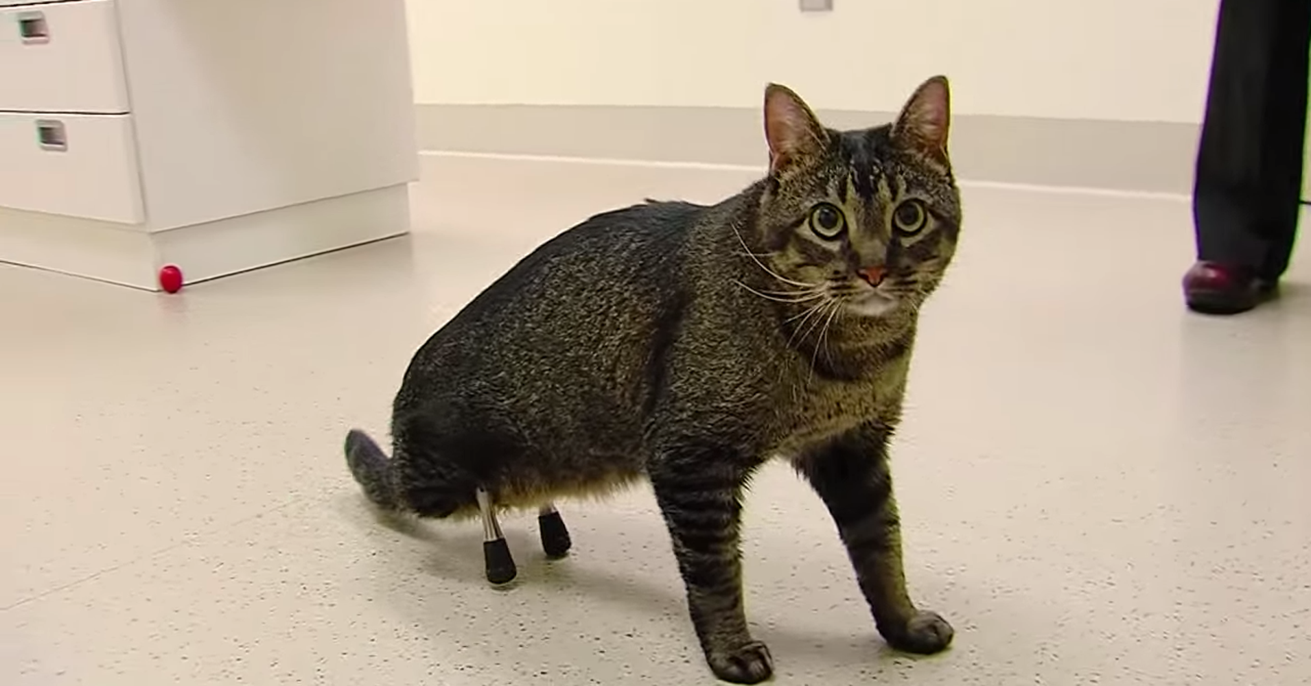 Scientists Give Disabled Rescue Cat Amazing Titanium Legs | HuffPost