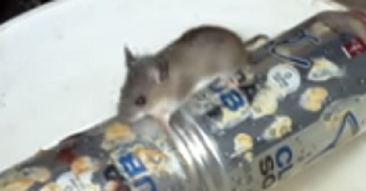 Mighty Mouse vs. Super Trap | HuffPost Weird News