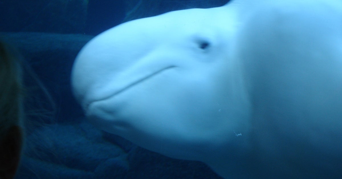 This Is How A Beluga Whale Communicates With Bubbles, And It's Adorable ...