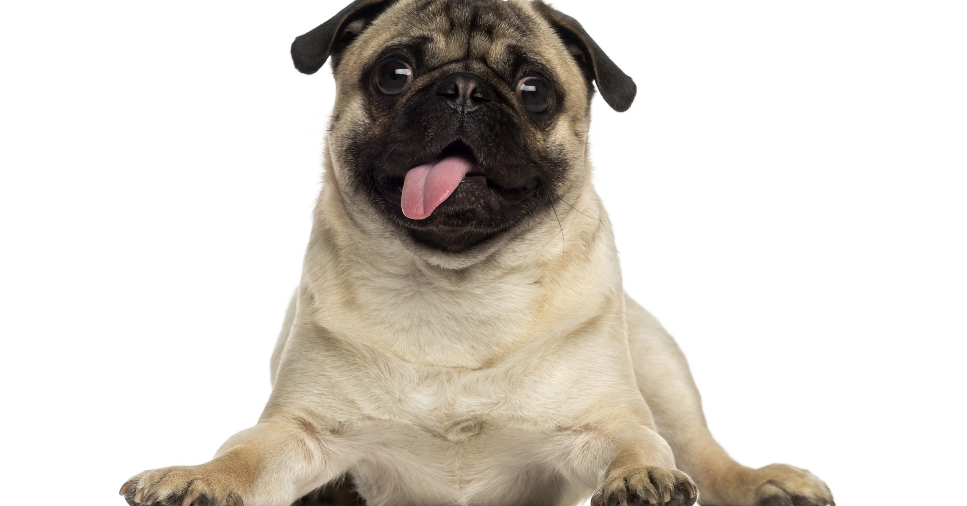 10 Reasons Why Your Dog Is Always Licking Something HuffPost 10-reasons-why-your-dog-is-always-licking-something-huffpost