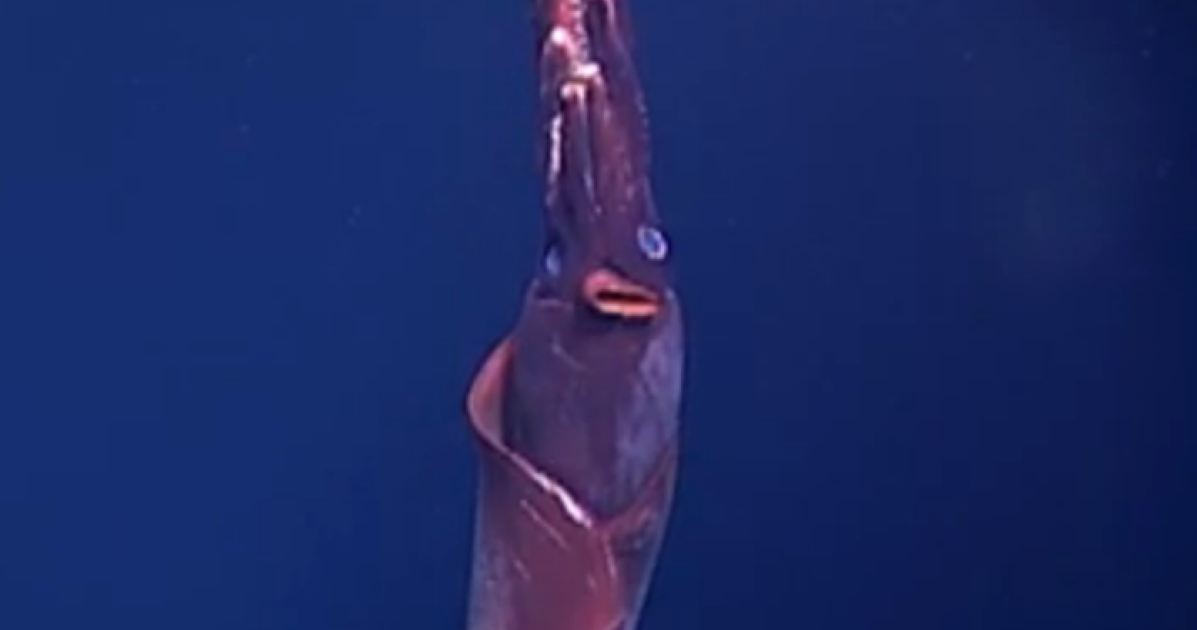 Scientists Get Up Close And Personal With Super Rare, 'Smiling' Squid ...