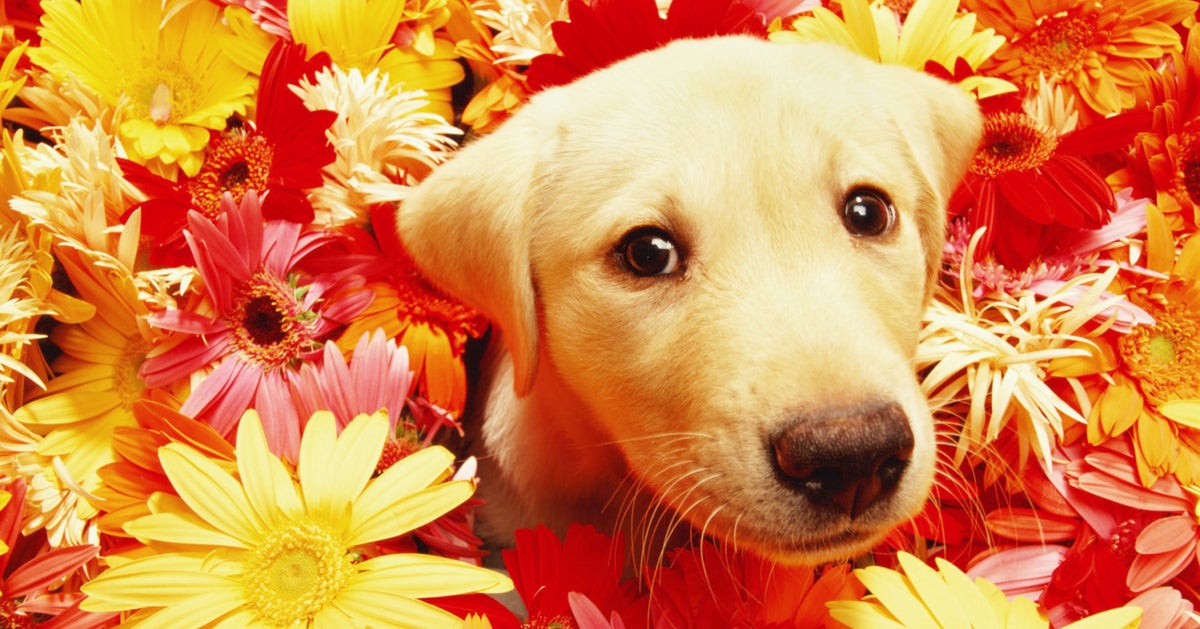There's Way Too Much Cuteness In This New Dog-Rating Twitter Feed ...