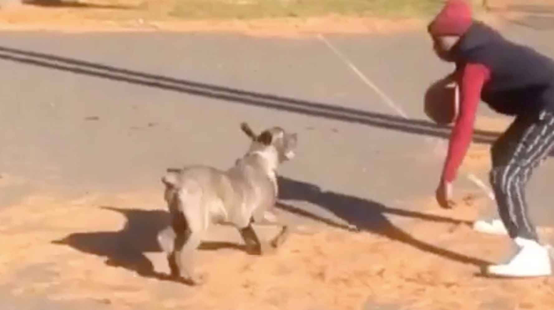 Crossover Dribble Jukes This Dog Off Its Game | HuffPost Weird News