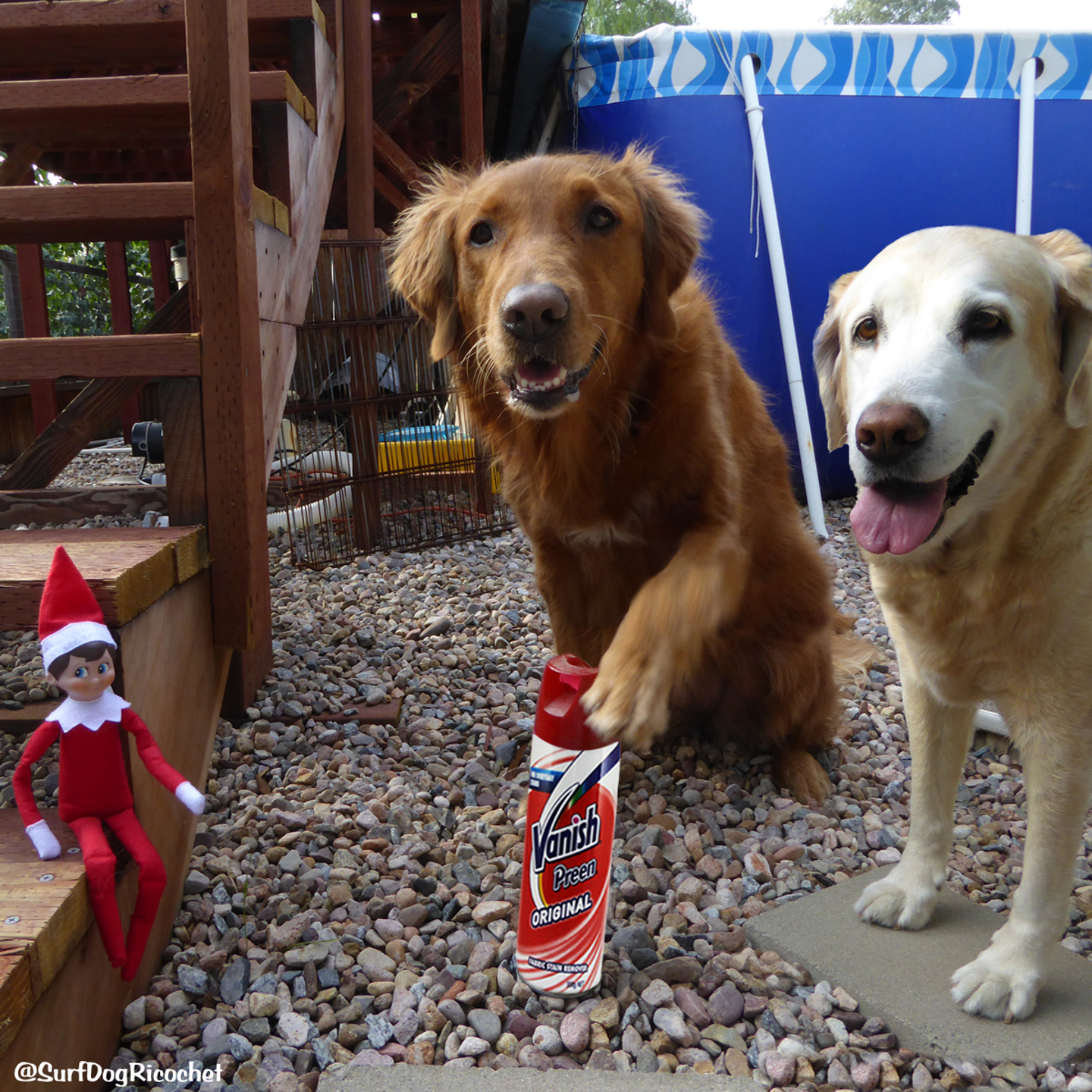 These Dogs Are Waging War Against The Elf On The Shelf | HuffPost Weird ...