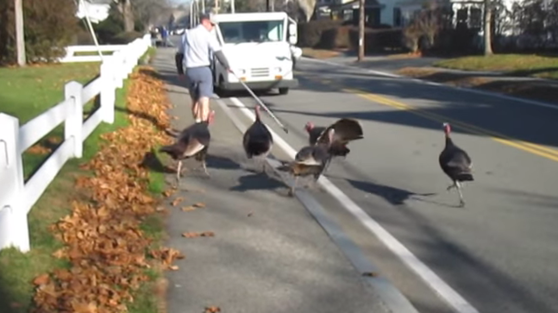 Wild Turkey Troop Goes Bonkers On The Mailman, And It Happens Every Day ...