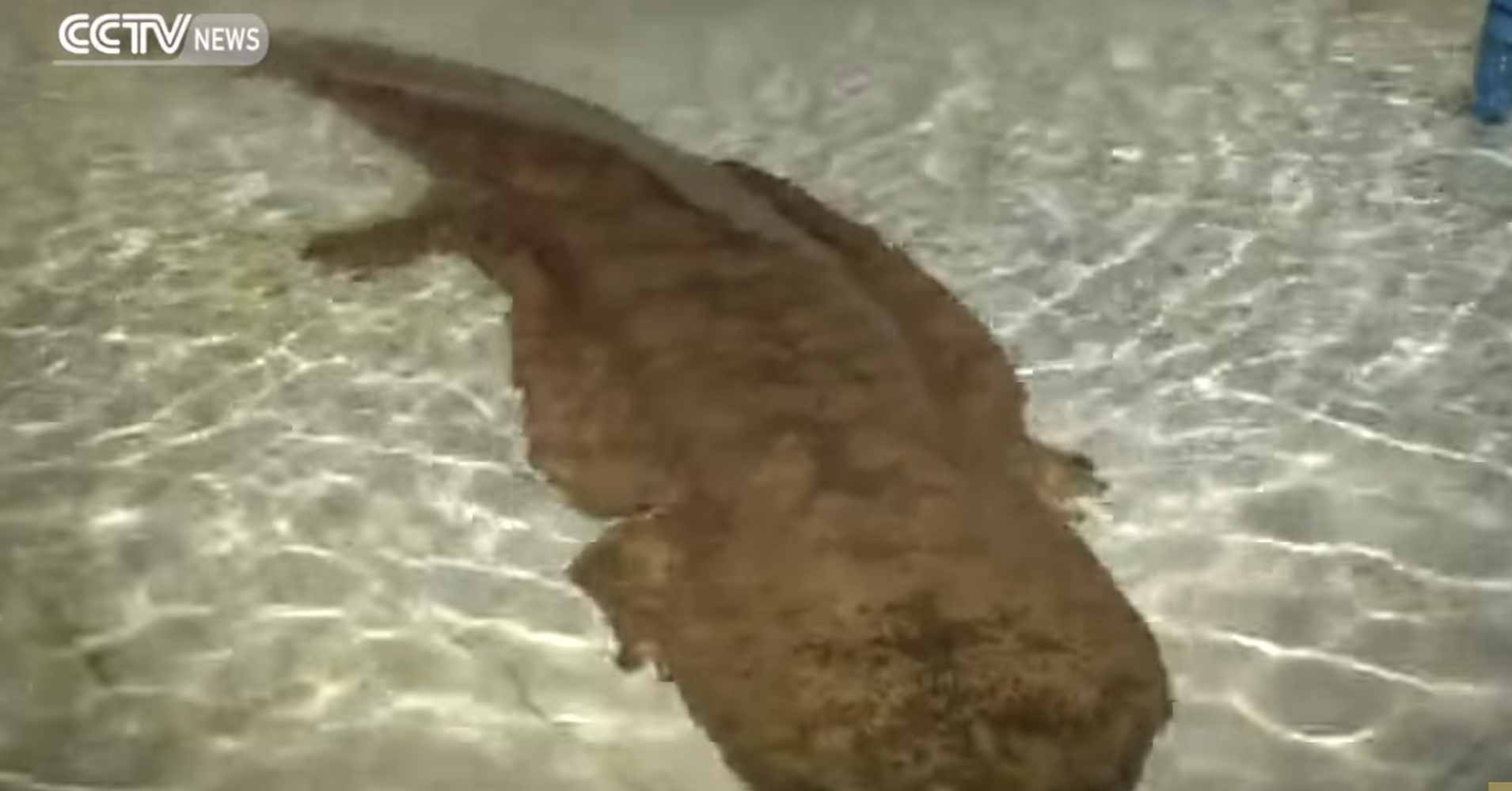 200-Year-Old Giant Salamander Found In Chinese Cave: Reports | HuffPost