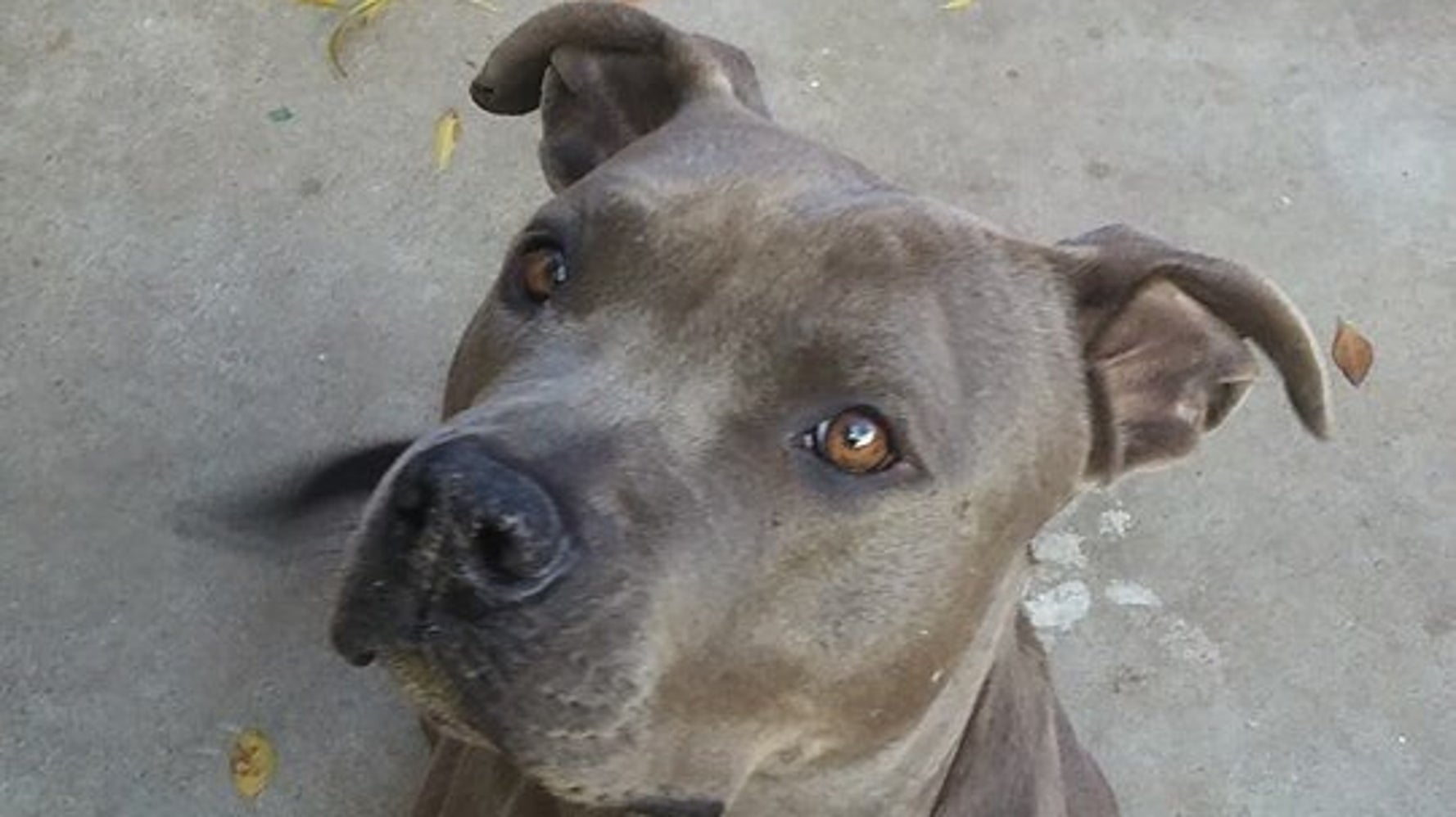 The Disturbing Story Behind This Dog's Disappearance | HuffPost