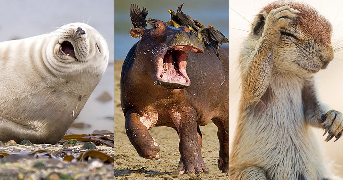 Photo Contest Honors Animals Who Just Can’t Get Their S**t Together ...