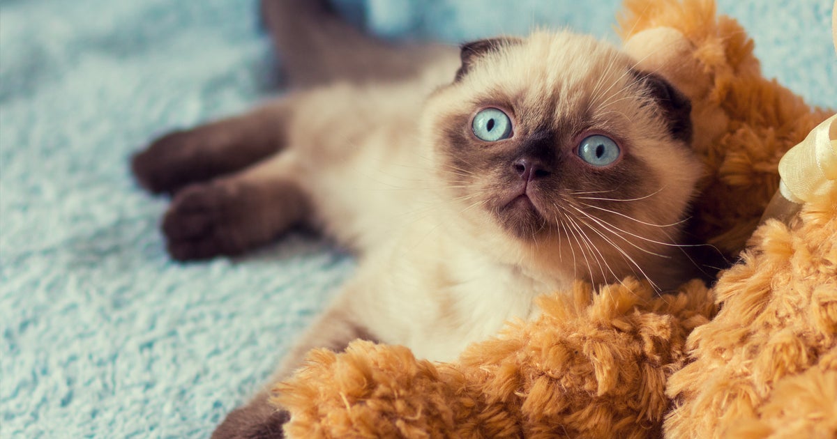 A Siberian Town Wants To Elect A Cat As Mayor | HuffPost Weird News