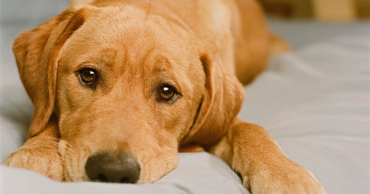 The 15 Most Popular Dog Breeds Of The Year | HuffPost Life