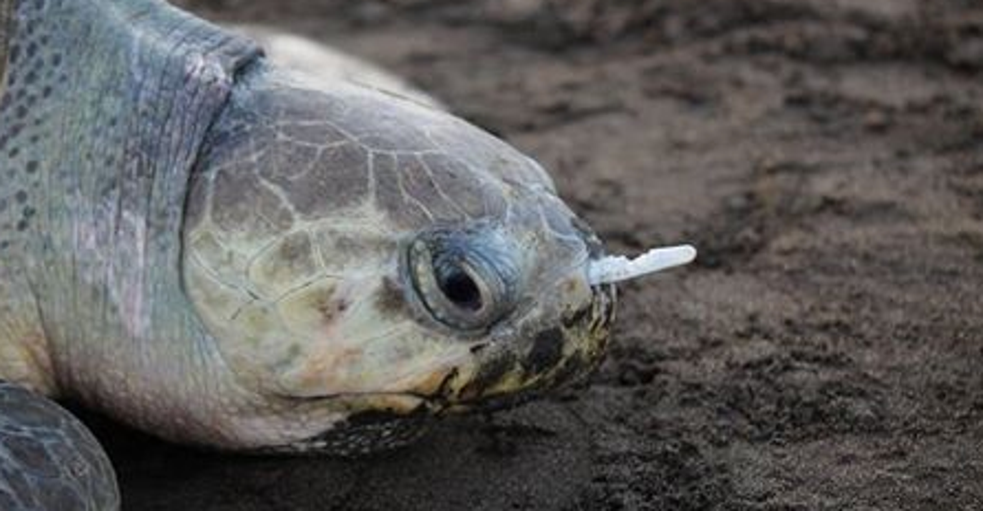 This Sea Turtle With A Fork Stuck In Its Nose Is Exactly Why We Need To ...