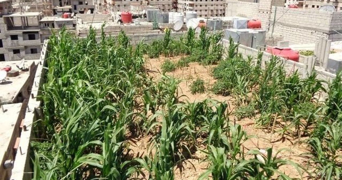 Damascus Residents Build Gardens To Feed Themselves | HuffPost The ...