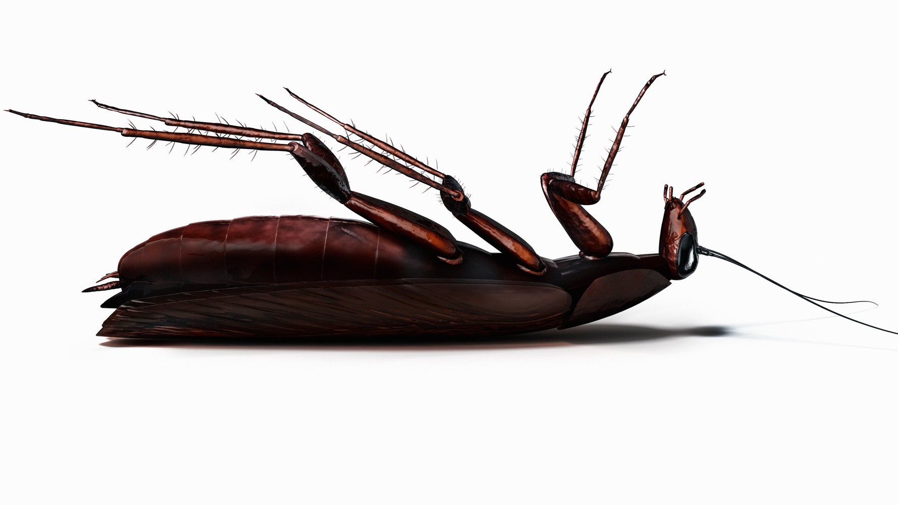 College Students Build Elaborate Shrine To Dead Cockroach | HuffPost