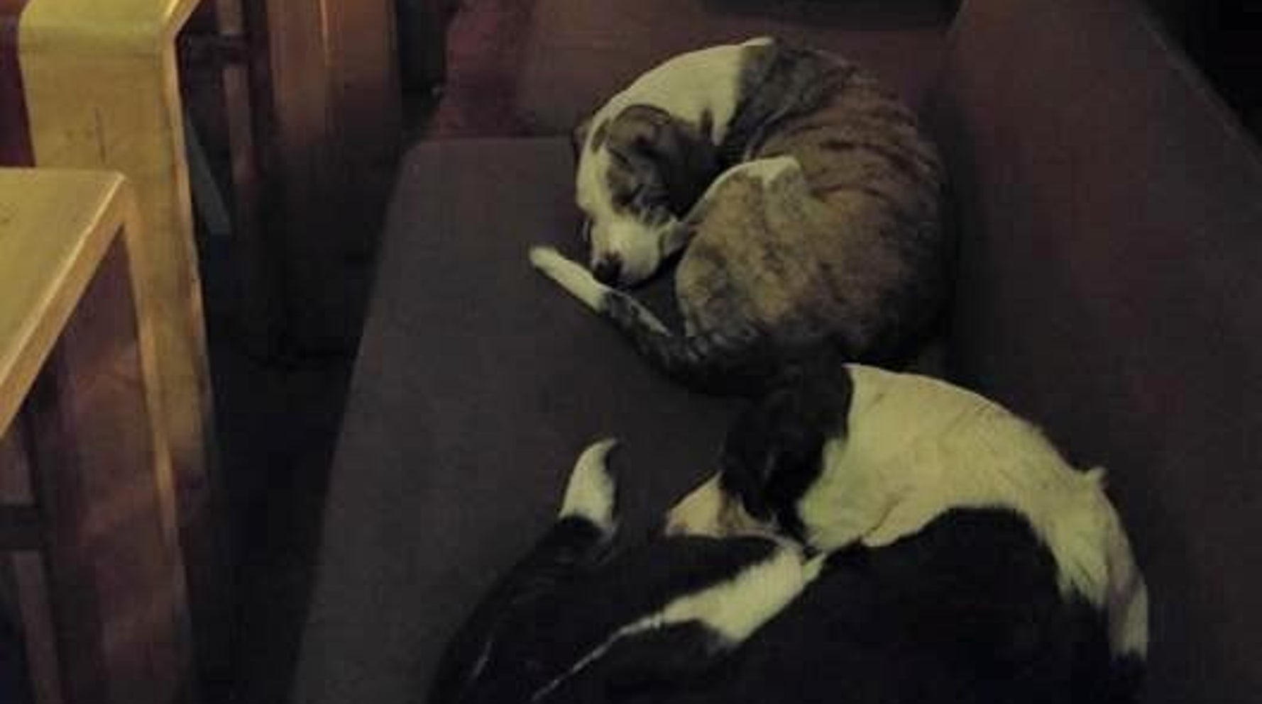 This Coffee Shop Opens Its Doors Every Night To Stray Dogs | HuffPost