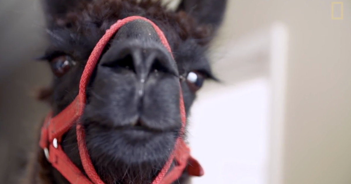 Watch A Pair Of Llamas Bring Utter Joy To Nursing Home Residents ...