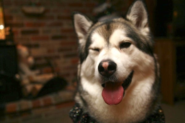 Bad Joke Husky Anna Kendrick