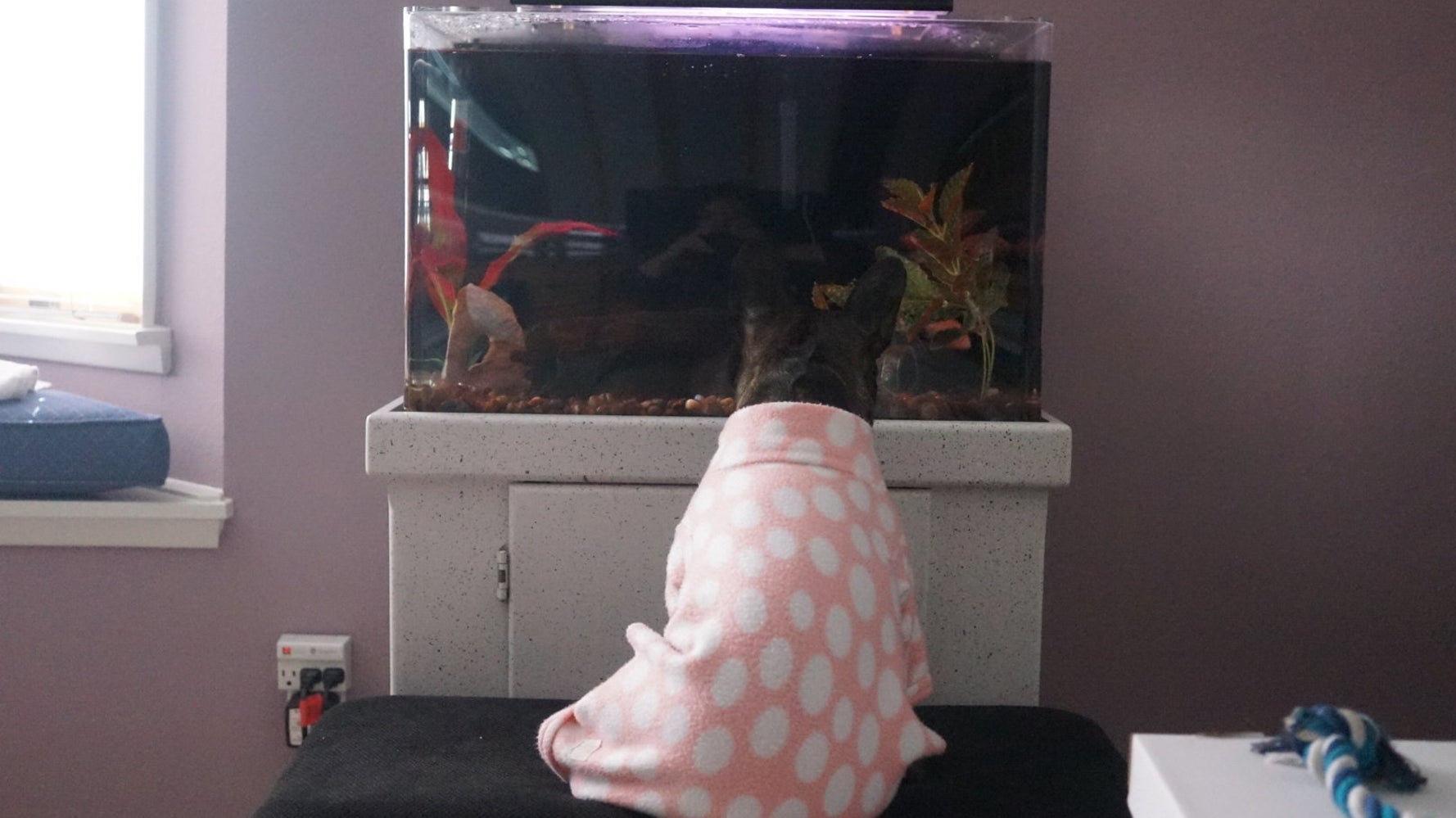 Dog Staring At Fish Tank Is Living Our Ideal Chill New Year's Eve ...